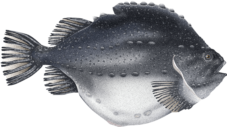 Download HD Lumpfish - Lumpfish Png Transparent PNG Image - NicePNG.com
