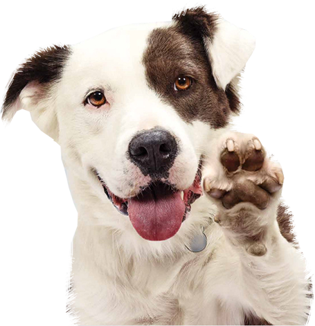 Download HD Additional Services Express Dog - Shelter Pet Transparent ...