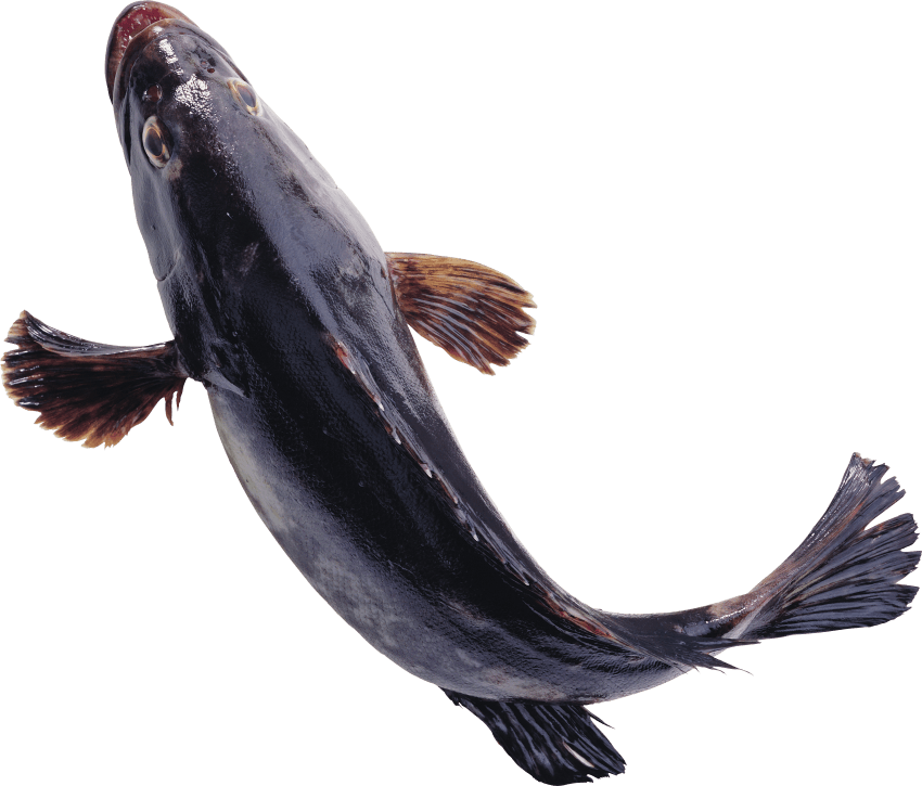 Download Free Png Fish Png Images Transparent - Flying Fish Transparent ...