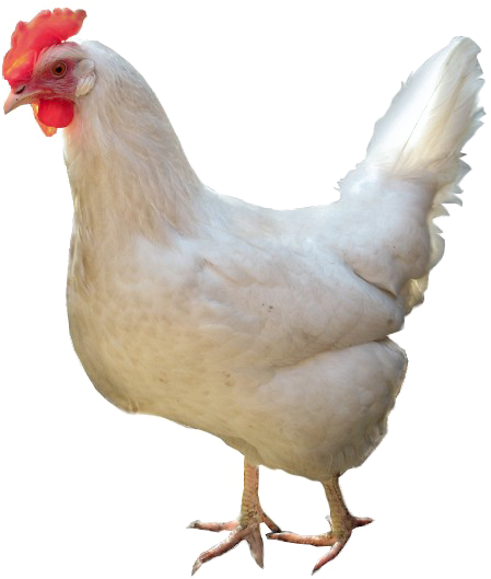 Download White Chicken Png High-quality Image - Chicken With White ...