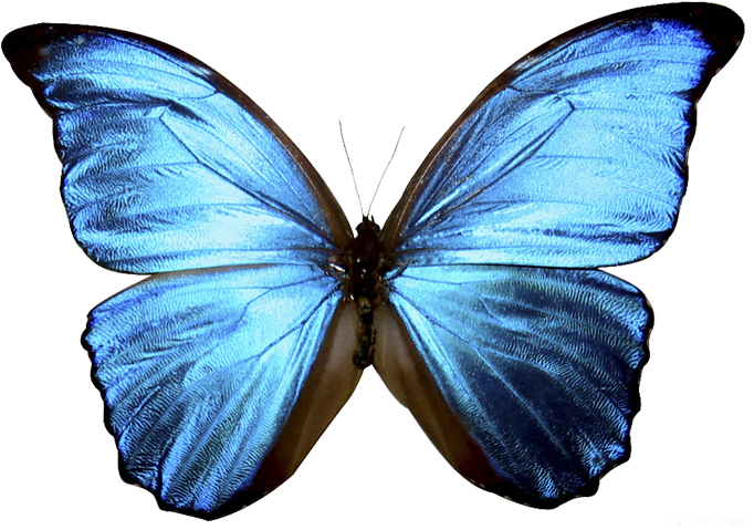 Transparent Tumblr Butterfly