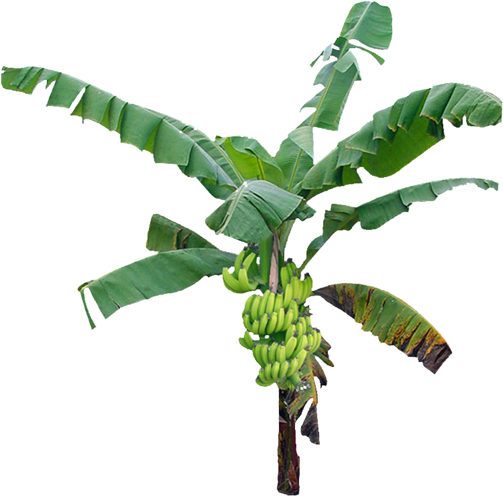 Download HD Bananatree Palmtree Tropical Jungle Nature Plant - Arbre ...
