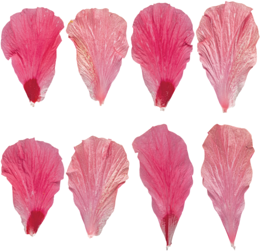 Download Flower Petals Pink - Flower Petal Texture - HD Transparent PNG ...