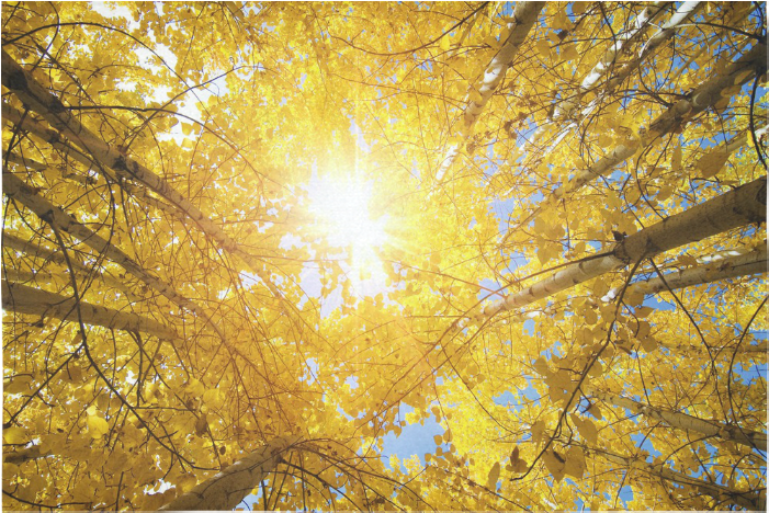Download HD Gold Lens Flare Png Transparent PNG Image - NicePNG.com