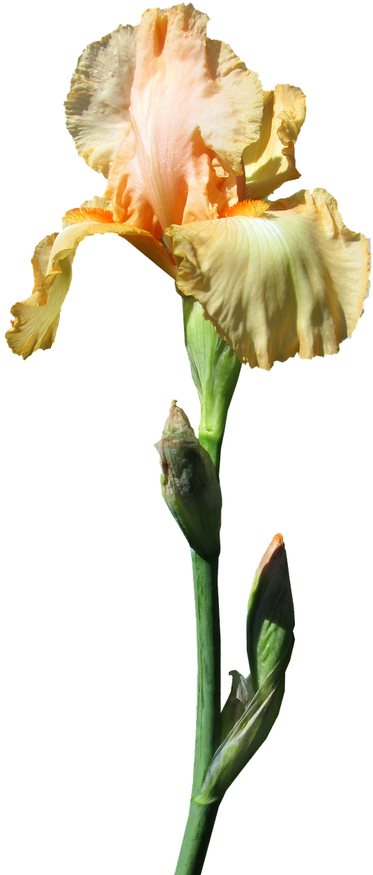 Download HD Iris Yellow Stem - Photograph Transparent PNG Image ...