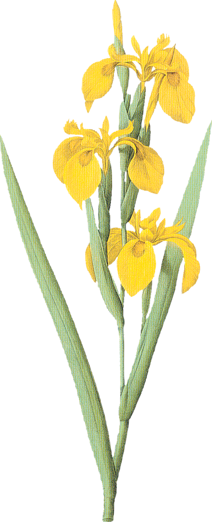 Download Iris Drawing Botanical Illustration - Yellow Flag Iris Drawing ...