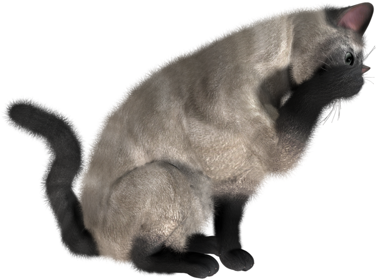 Download HD Cat Eating Png - Cat High Res Transparent Transparent PNG ...