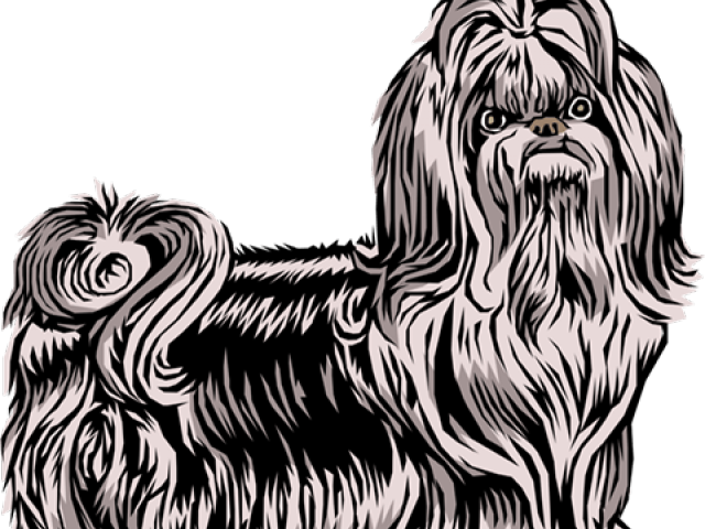 Download HD Shih Tzu Transparent PNG Image - NicePNG.com