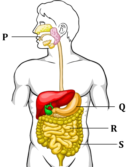Download Figure Shows The Process Of Digestive System - Digestive ...