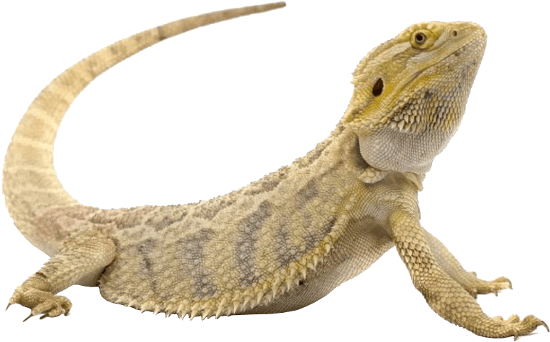 Download Reptiles Meaning In English - HD Transparent PNG - NicePNG.com