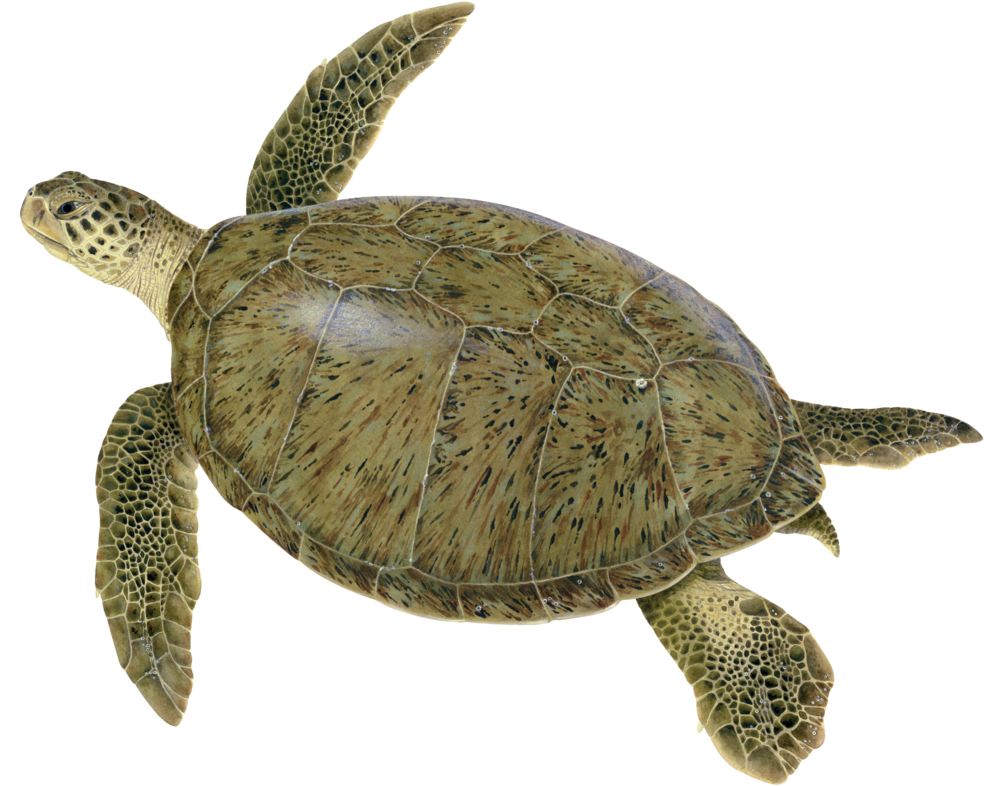 Download HD Dawn Witherington - Green Sea Turtle Noaa Transparent PNG ...