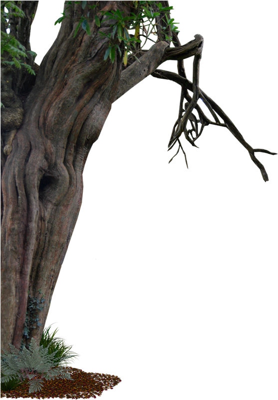Download Creepy Old Tree - Tree Old Png - HD Transparent PNG - NicePNG.com