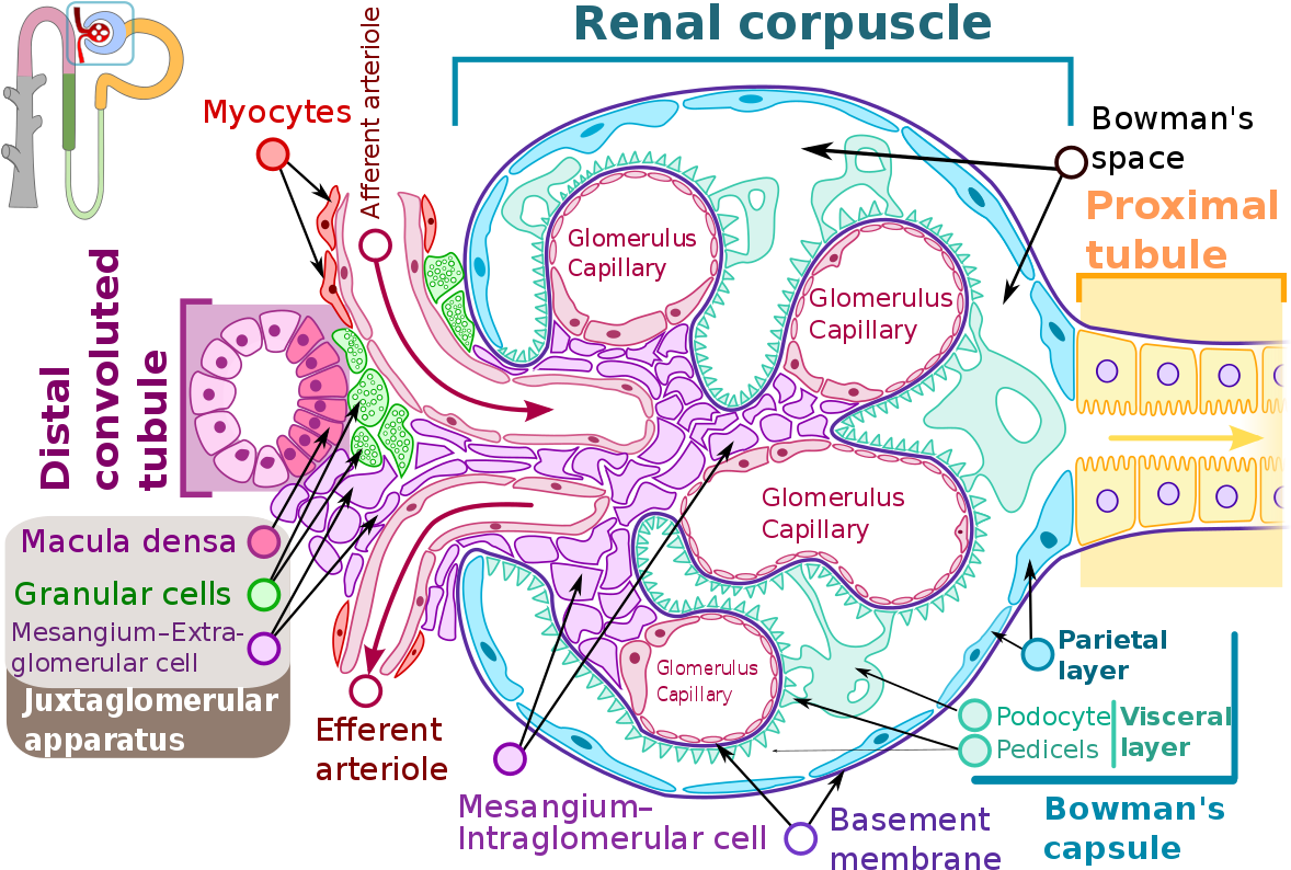 Download Glomerulus - Basement Membrane Of Proximal Tubule - HD ...