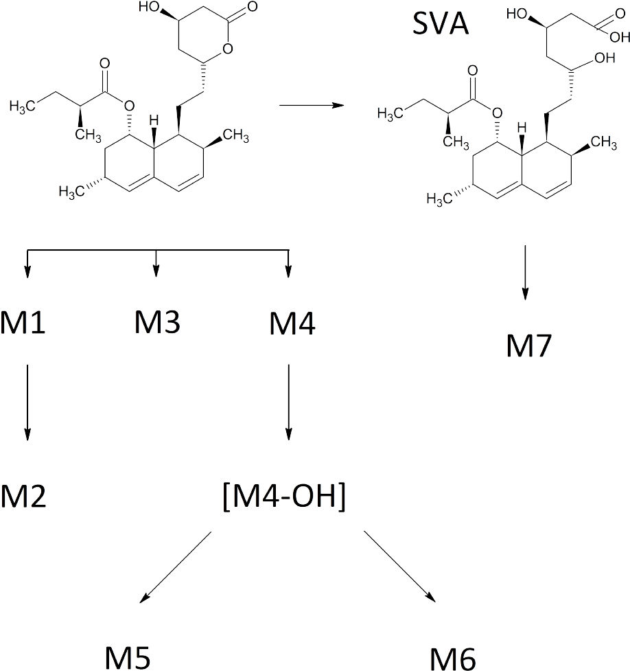 Download HD Simvastatin Metabolic Pathway - Simvastatin Metabolism ...