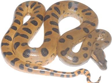 Download Anaconda Png Transparent Image - Anaconda Png - HD Transparent ...