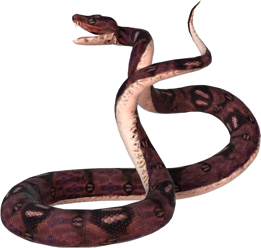 Download Free Png Anaconda No Png Images Transparent - Snakes - HD ...