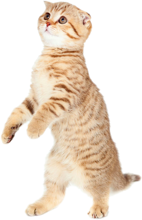 Download Cute Cat Png Pic - Cat - HD Transparent PNG - NicePNG.com