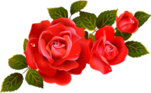 Download HD White Rose Clipart Guldasta - Red Roses Vector Png ...