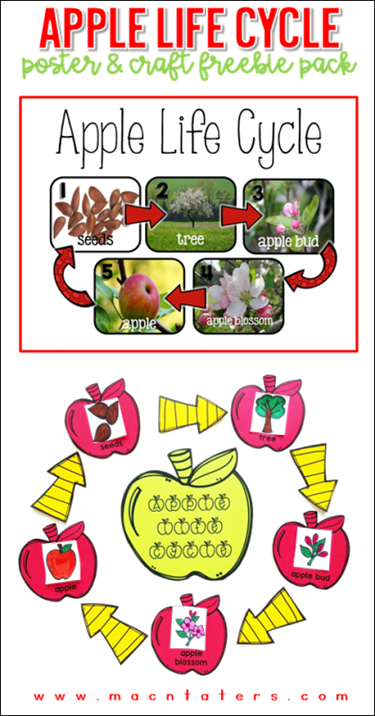 Download HD Apple Life Cycle Poster & Activity Free - Apple Life Cycles ...