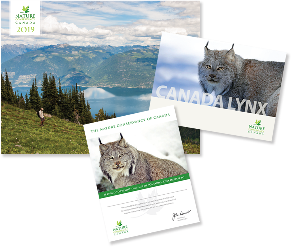 Download HD Canada Lynx Transparent PNG Image - NicePNG.com
