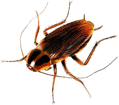 Download Cockroach-png - Cockroach Transparent Background - HD ...