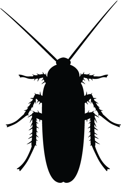 Download HD Cockroaches In Minnesota Homes And Offices - Cockroach ...
