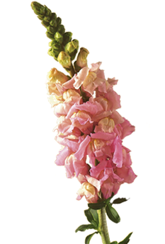 Download Vector Royalty Free In The Language Of Flowers Snapdragons ...