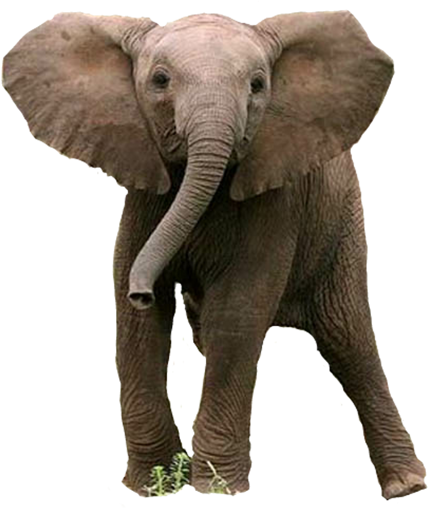 Download HD Baby Sticker Transparent PNG Image - NicePNG.com