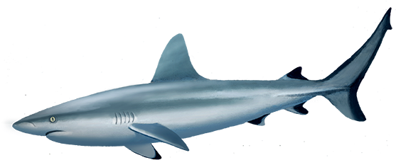 Download HD Grey Reef Shark Png Transparent PNG Image - NicePNG.com