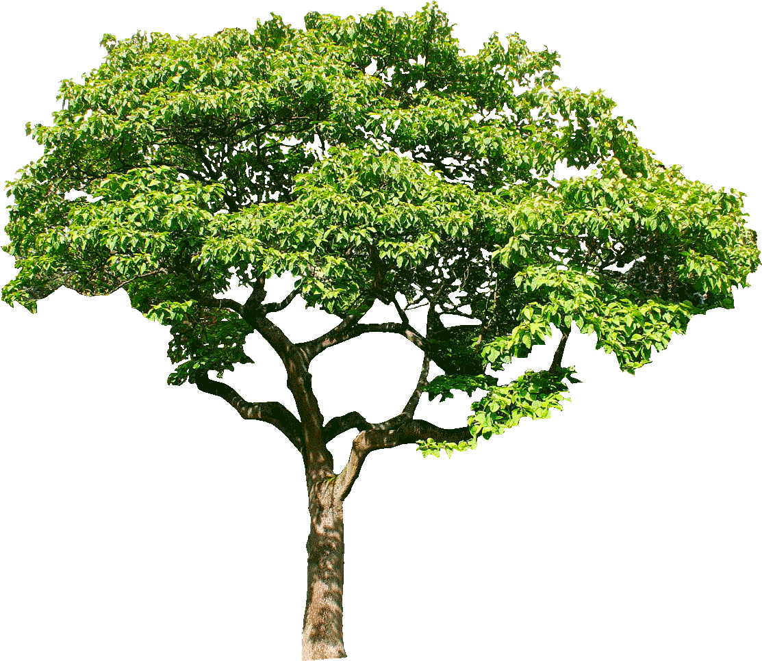 Download HD Oak Transparent PNG Image - NicePNG.com