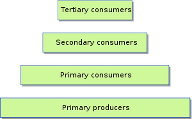 Download The Pyramid Of Energy Is - Ecological Pyramid - HD Transparent ...