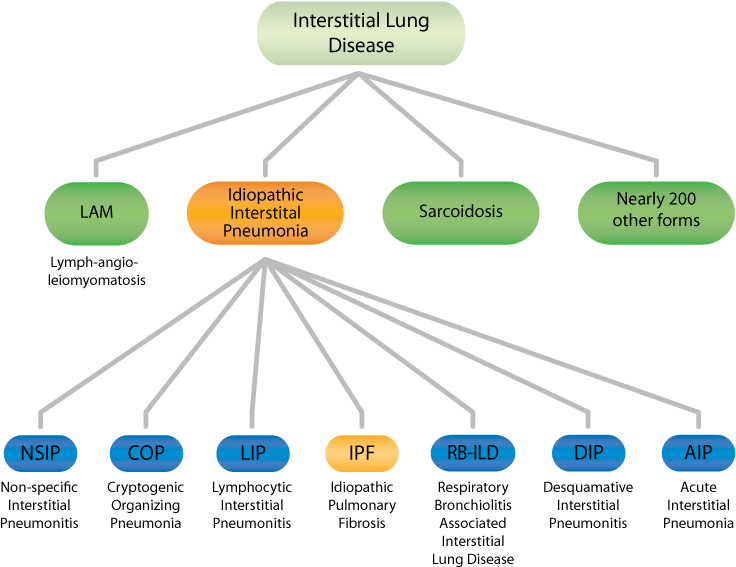 Download HD Iip Forms - Types Of Idiopathic Pulmonary Fibrosis ...