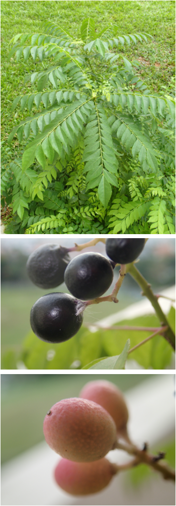 Download HD Jabuticaba Transparent PNG Image - NicePNG.com