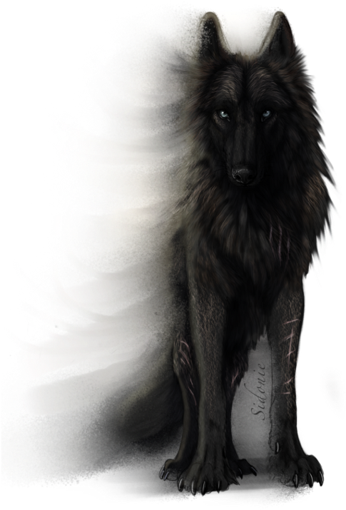 Download HD Anime Wolf Drawing Transparent PNG Image - NicePNG.com