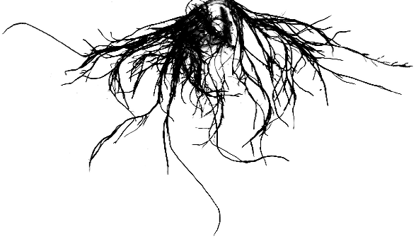 Download HD Plant Roots Png Png Royalty Free Library - Terres I Vents ...