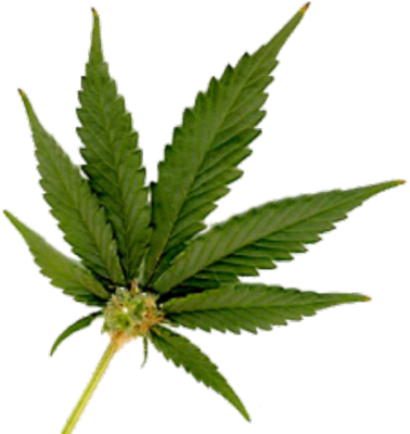 Download Weed Leaf Png - Transparent Real Marijuana Leaf - HD ...