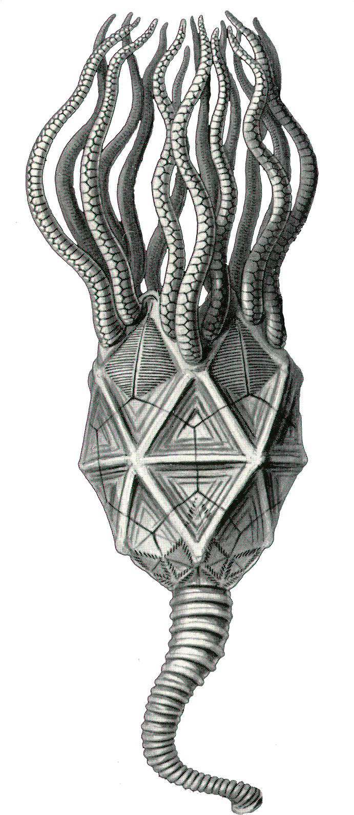 Download HD Cystoidea Transparent PNG Image - NicePNG.com