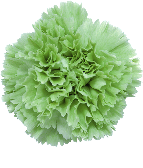 Download Colibri Flowers Carnation Goblin, Grower Of Carnations ...