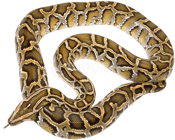 Download Free Png Download Snake Png Images Background Png Images ...