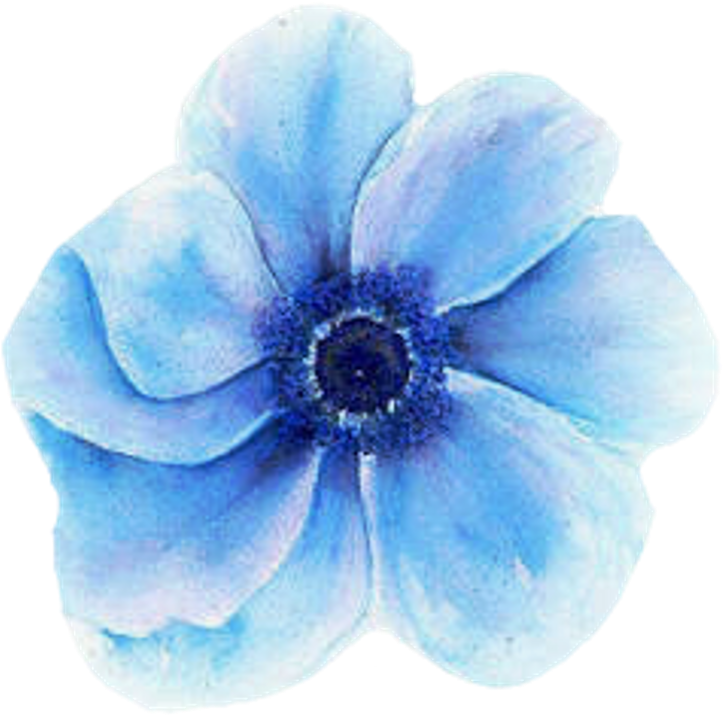 Download Transparent Blue Flower - Blue Watercolor Flower Transparent ...