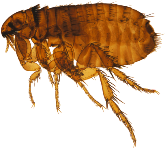 Download Flea Png - HD Transparent PNG - NicePNG.com