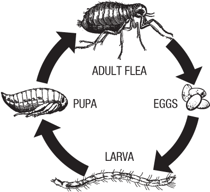 Download Flea Life Cycle - Flea Life Cycle Diagram - HD Transparent PNG ...