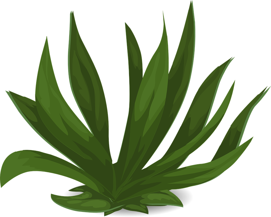 Download Plant Protection - Plants - HD Transparent PNG - NicePNG.com