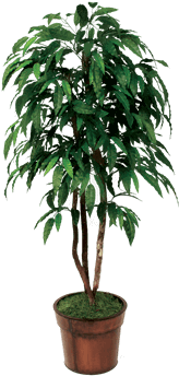 Download Silk Mango Tree - Mango Tree Plant Png - HD Transparent PNG ...