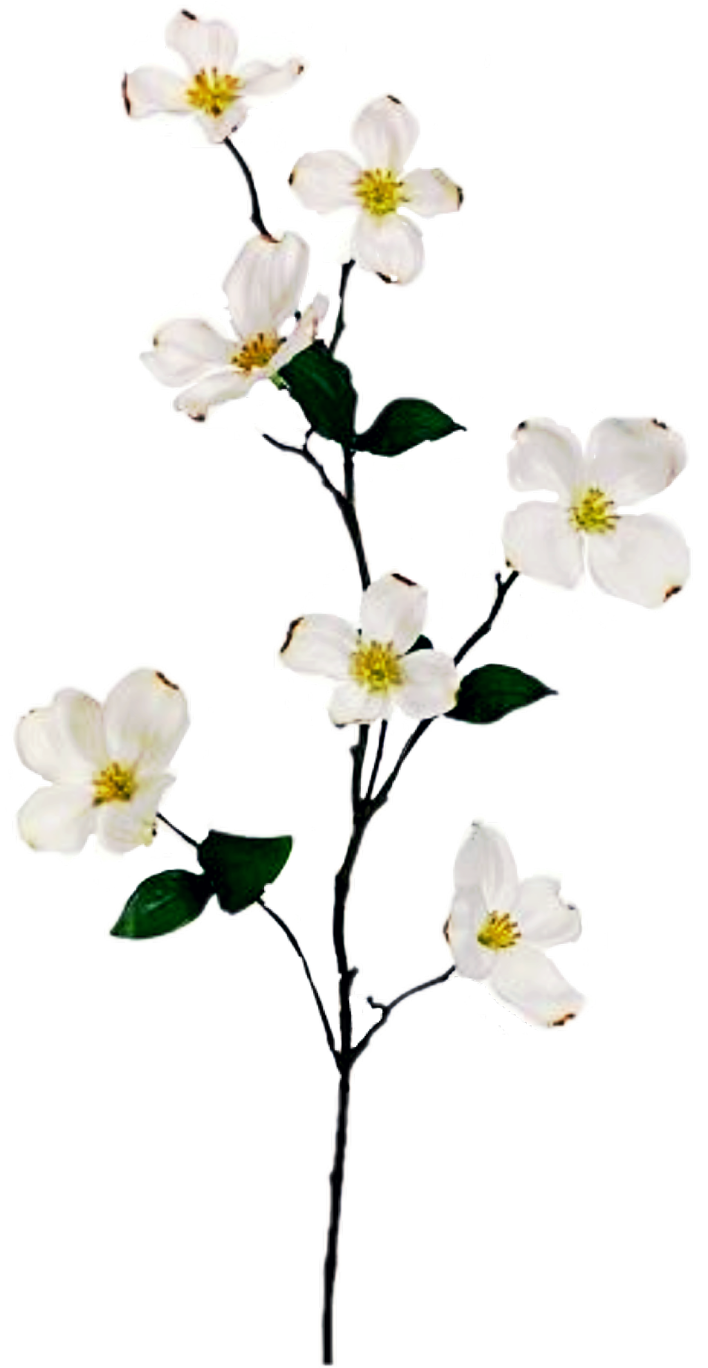 Download HD Dogwood Sticker - Flowering Dogwood Transparent PNG Image ...