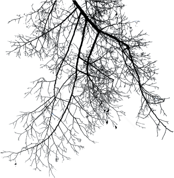 Download Free Png Branch Png Images Transparent - Winter Tree Branch ...