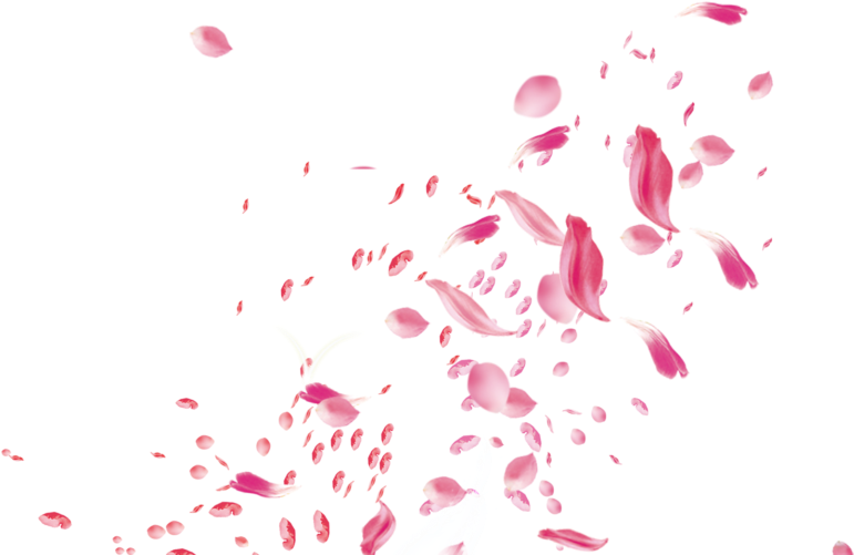 Download HD Flower Petals For Wedding - Rose Petals Falling Transparent ...