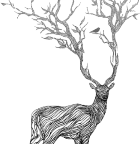 Deer Drawing Tumblr