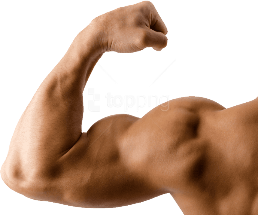 Download Free Png Muscle Png Images Transparent - Transparent Muscle ...