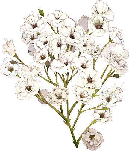 Download HD Baby Breath Flower Png Graphic Library Library - Baby Breath Flower Png Transparent ...